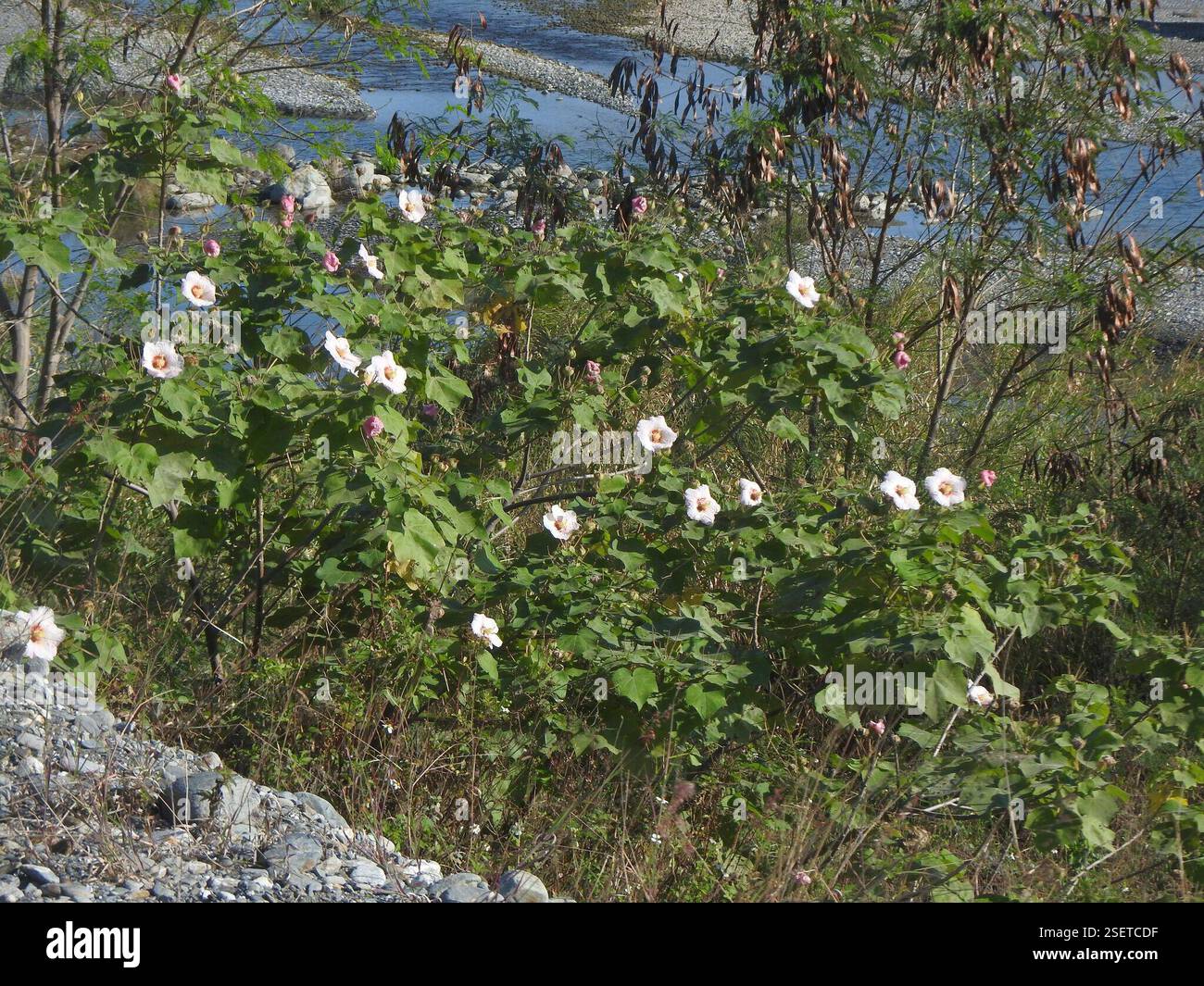 Taiwan cotton rose (Hibiscus taiwanensis), Plantae, 台灣台東縣 Stock Photo ...