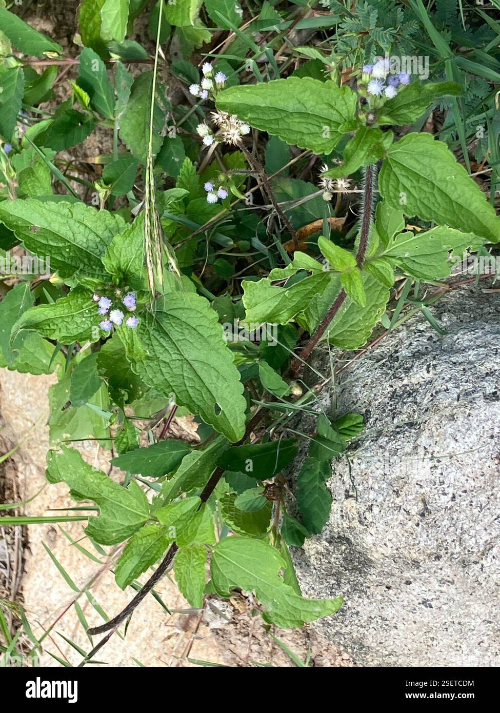 billygoat weed (Ageratum conyzoides), Plantae, Saint Peter, MS Stock ...