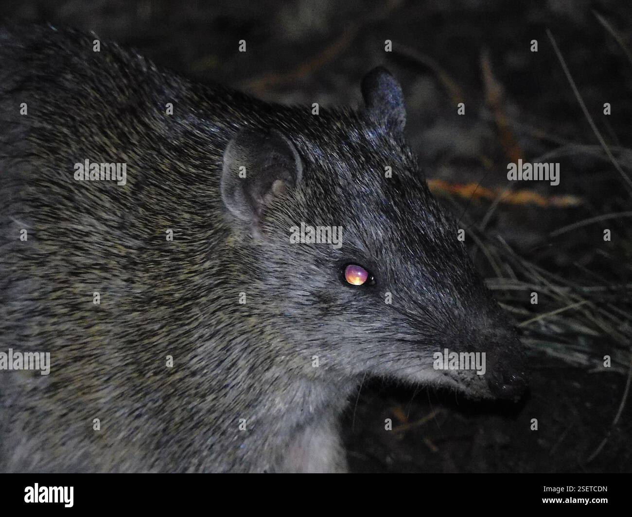 Southern Brown Bandicoot (Isoodon obesulus), Mammalia, Hobart TAS ...
