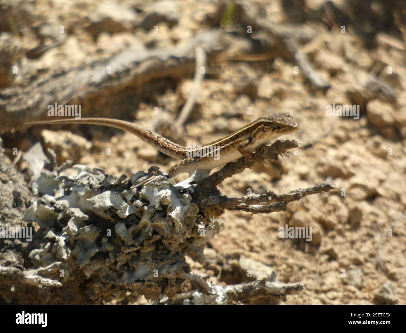 Valparaiso Smooth-throated Lizard (Liolaemus lemniscatus), Reptilia ...