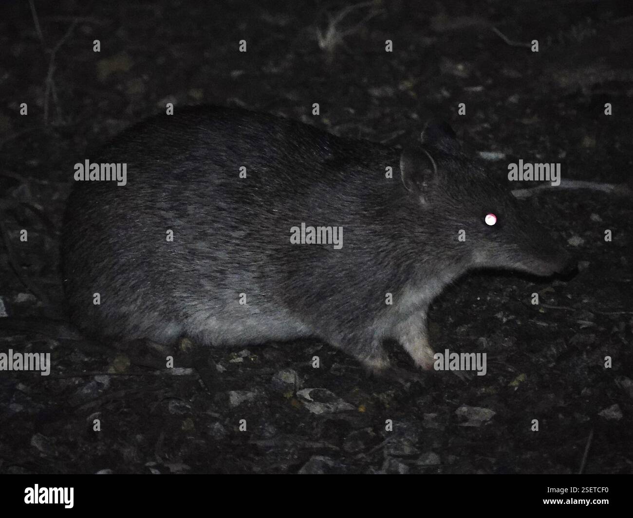 Southern Brown Bandicoot (Isoodon obesulus), Mammalia, Hobart TAS ...