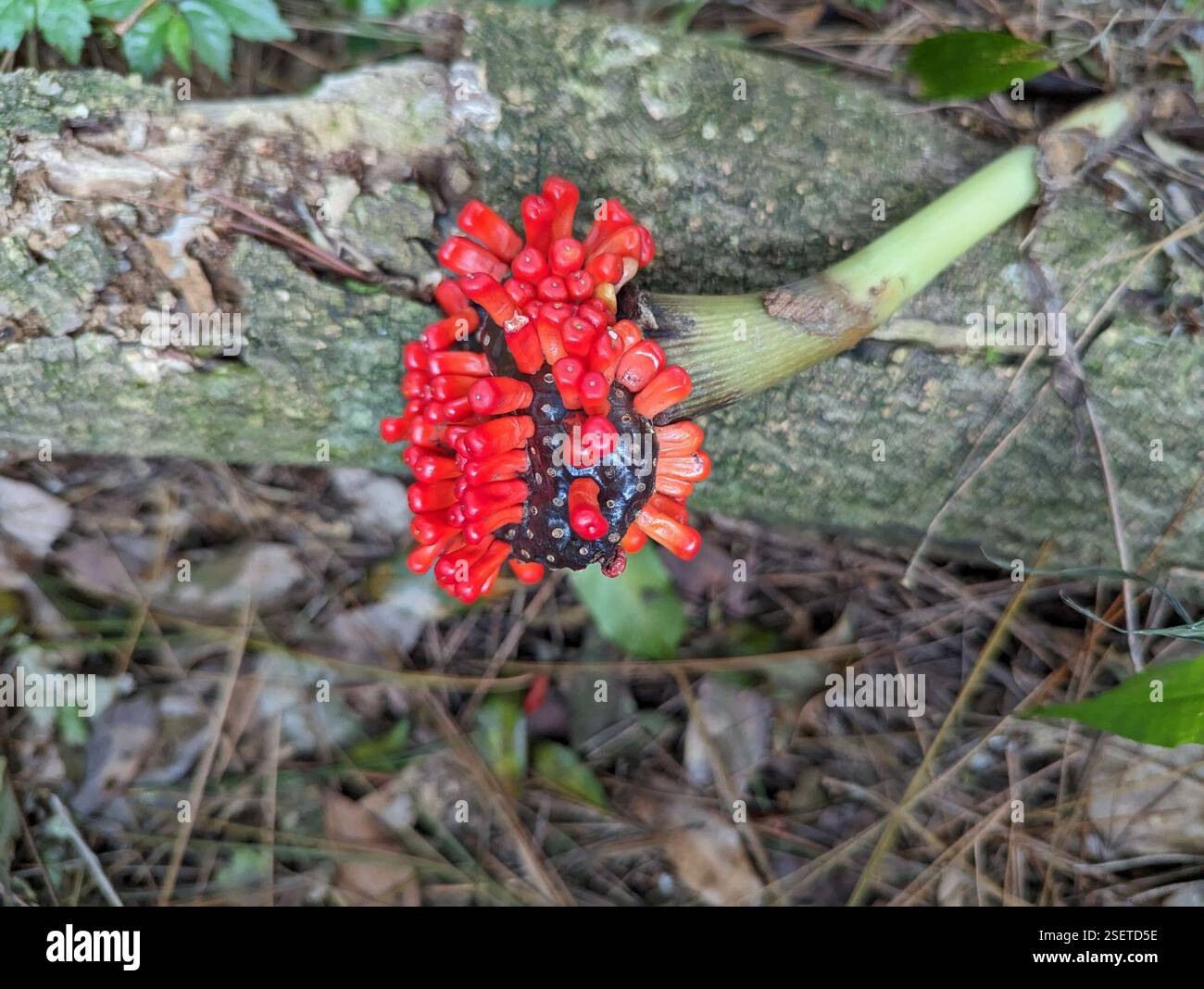 Japanese cobra lily (Arisaema ringens), Plantae, 252, Taiwan, 新北市三芝區興華里 ...