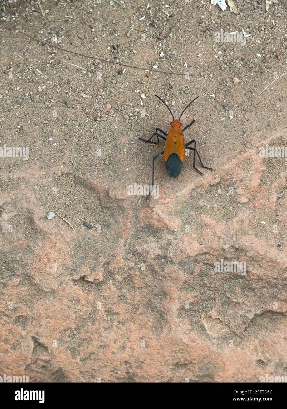 Old World Soapberry Bugs (Leptocoris), Insecta, Mandalay, MM Stock ...