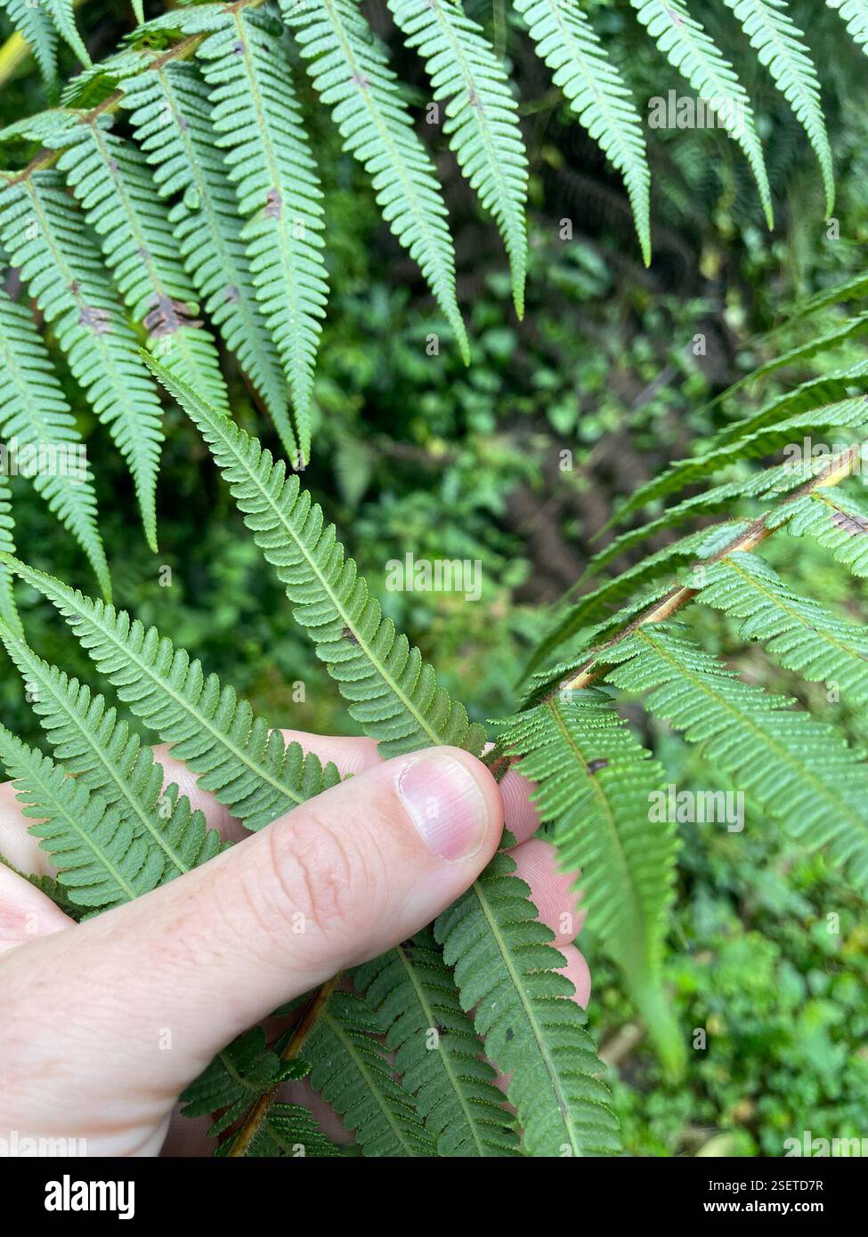 scaly tree ferns (Cyatheaceae), Plantae, Salento, CO-QD, CO Stock Photo ...