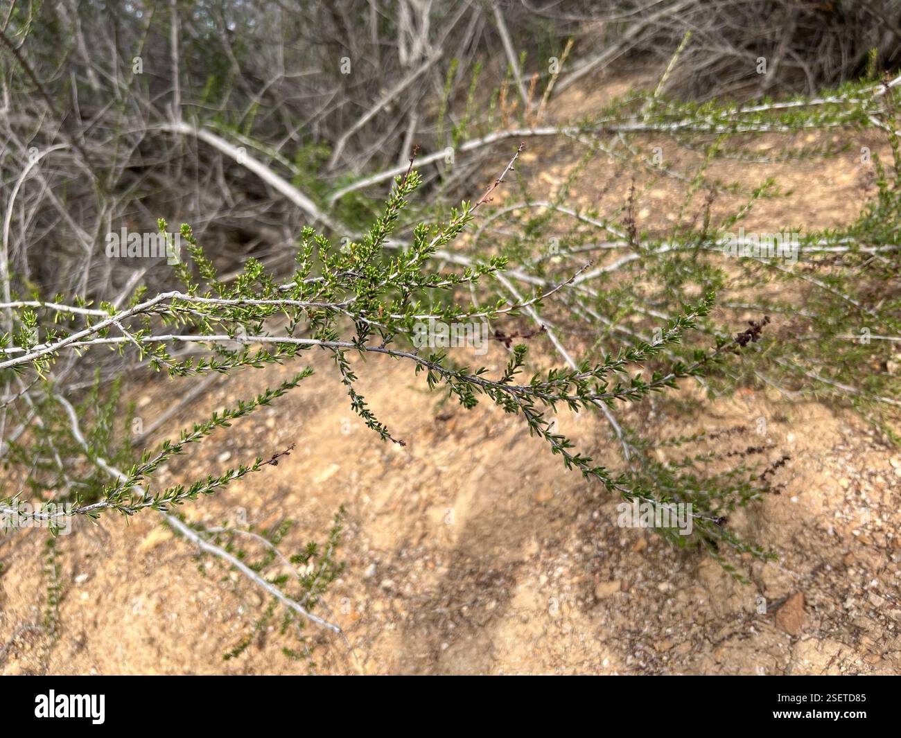 chamise (Adenostoma fasciculatum), Plantae, Riverside County, CA, USA ...