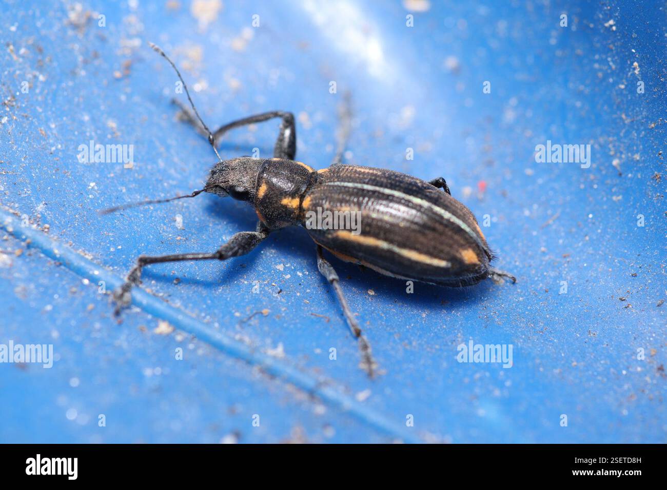 whitefringed beetles (Naupactus), Insecta, Araçariguama, SP, 18147-000 ...
