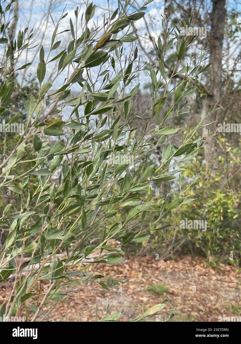 groundsel tree (Baccharis halimifolia), Plantae, Torreya State Park ...