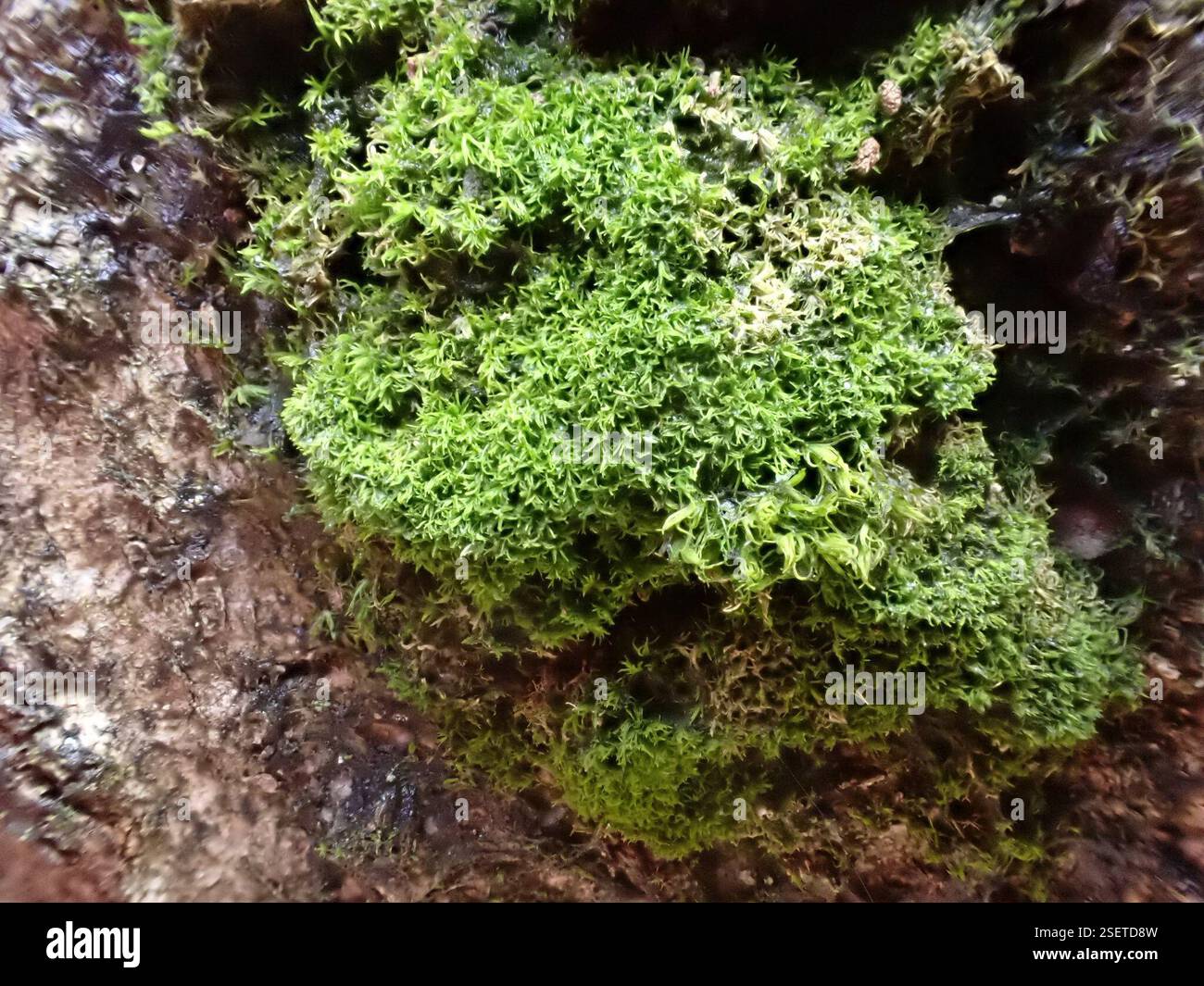 mosses (Bryophyta), Plantae, Nieuwe Tiend, Udenhout, North Brabant, NL ...