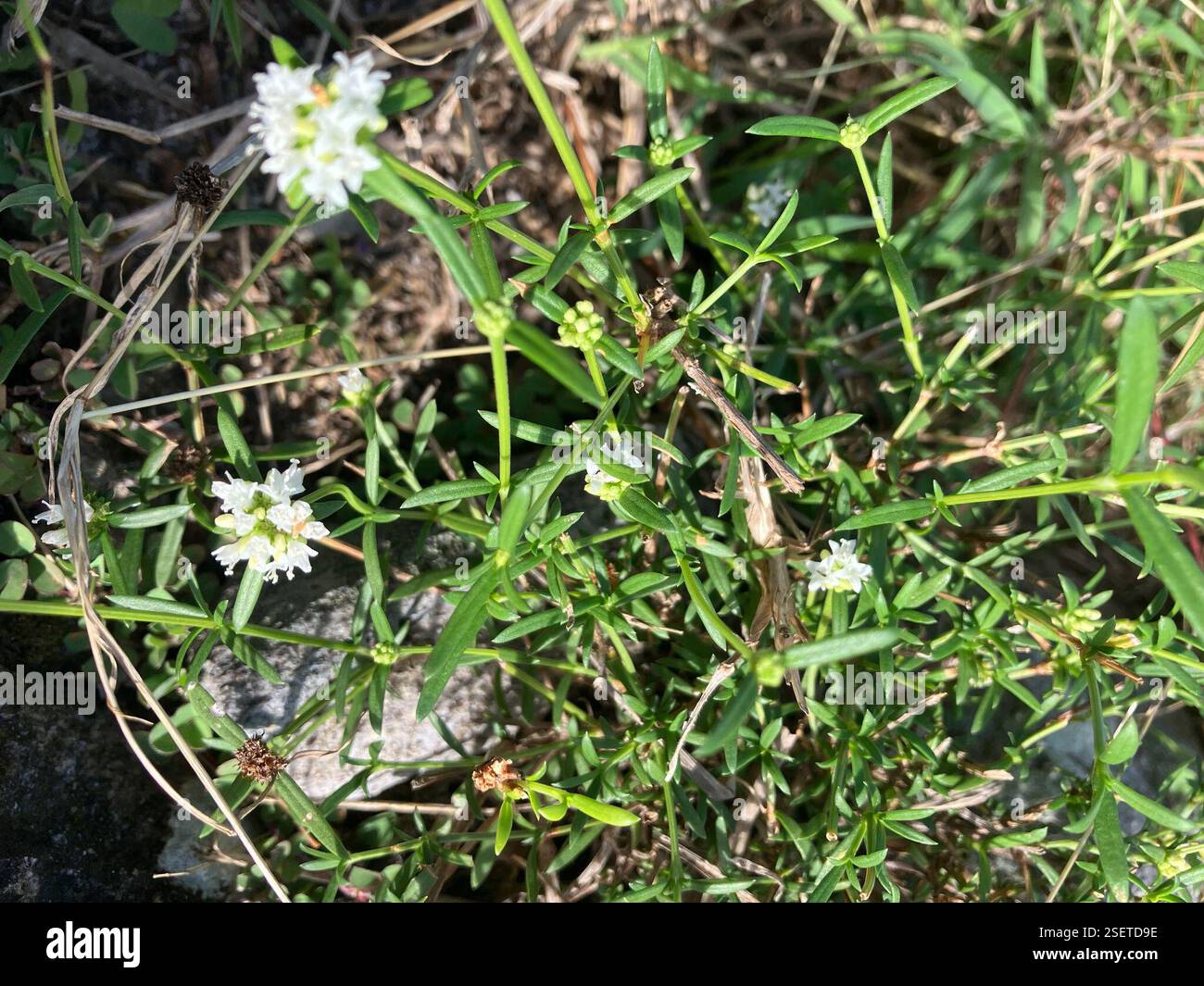 shrubby false buttonweed (Spermacoce verticillata), Plantae, Saint ...