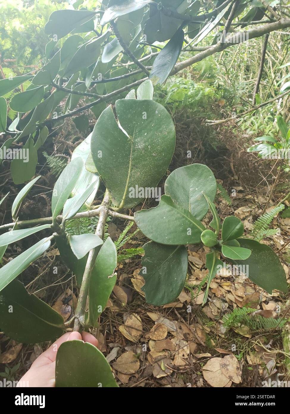 autograph tree (Clusia rosea), Plantae, Manoa, Honolulu, HI, USA Stock ...