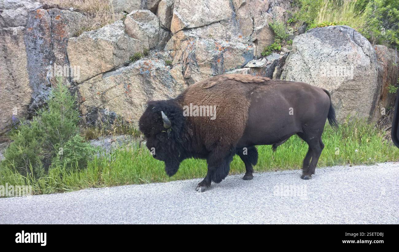American Bison (Bison bison), Mammalia, Yellowstone National Park, US ...