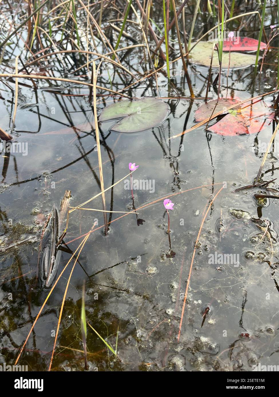 Purple Bladderwort (Utricularia purpurea), Plantae, Florida, US Stock ...