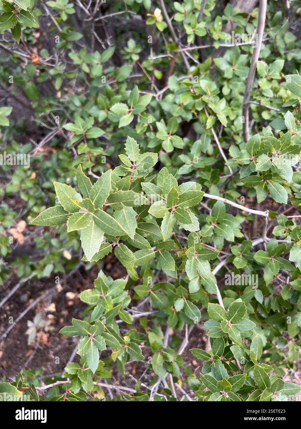 interior live oak (Quercus wislizeni), Plantae, Los Angeles County, CA ...
