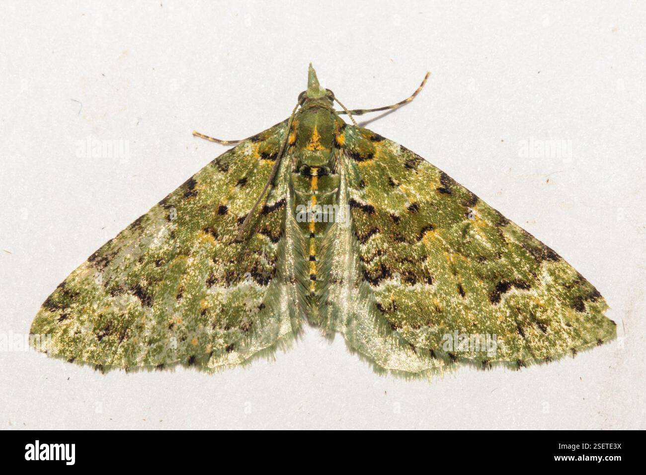 Green Broom Pug (Pasiphila melochlora), Insecta, Southland District ...
