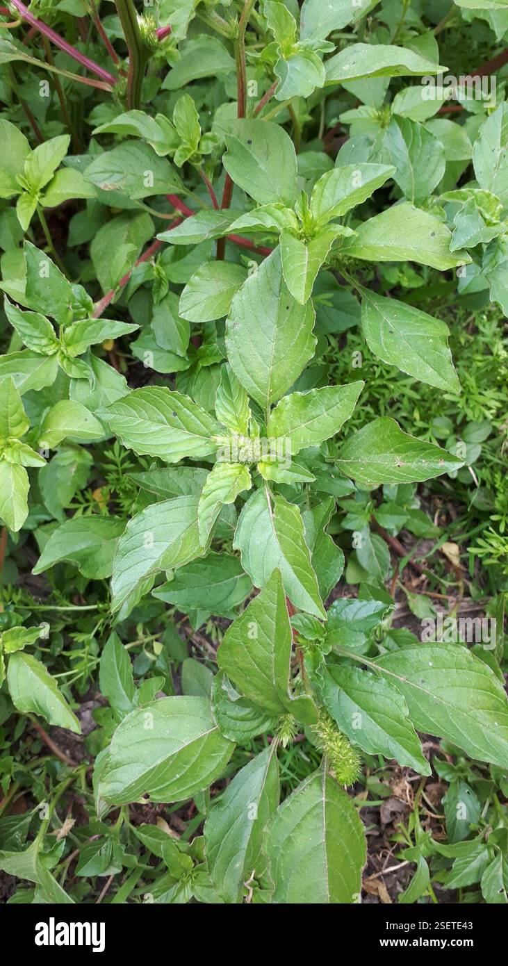 powell's amaranth (Amaranthus powellii), Plantae, Fairfield, Lower Hutt ...