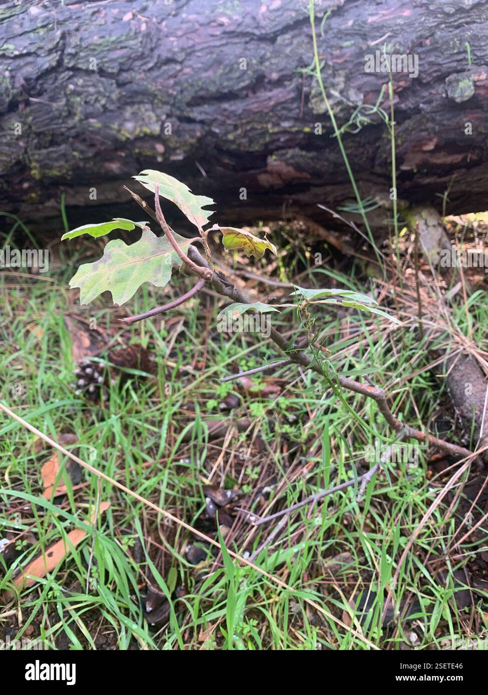 Oracle Oak (Quercus × morehus), Plantae, Hidden Falls Regional Park ...