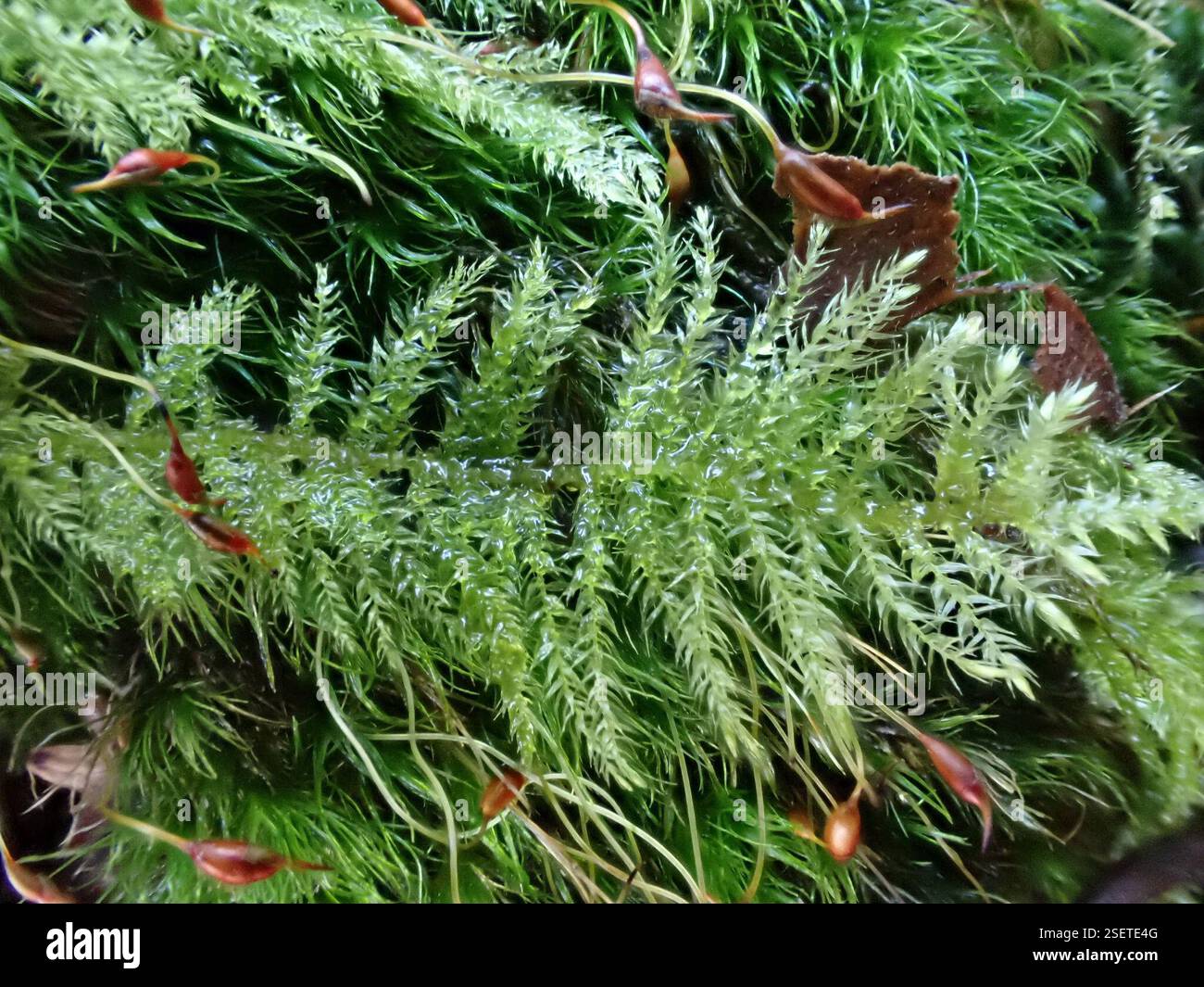 Common Feather-moss (Kindbergia praelonga), Plantae, Nieuwe Tiend ...