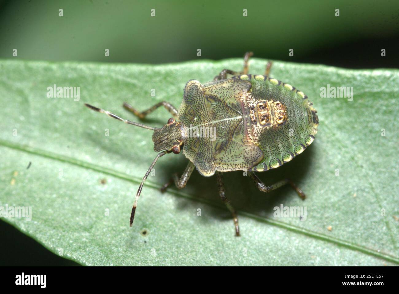 Stink Bugs, Shield Bugs, and Allies (Pentatomoidea), Insecta, Irati ...
