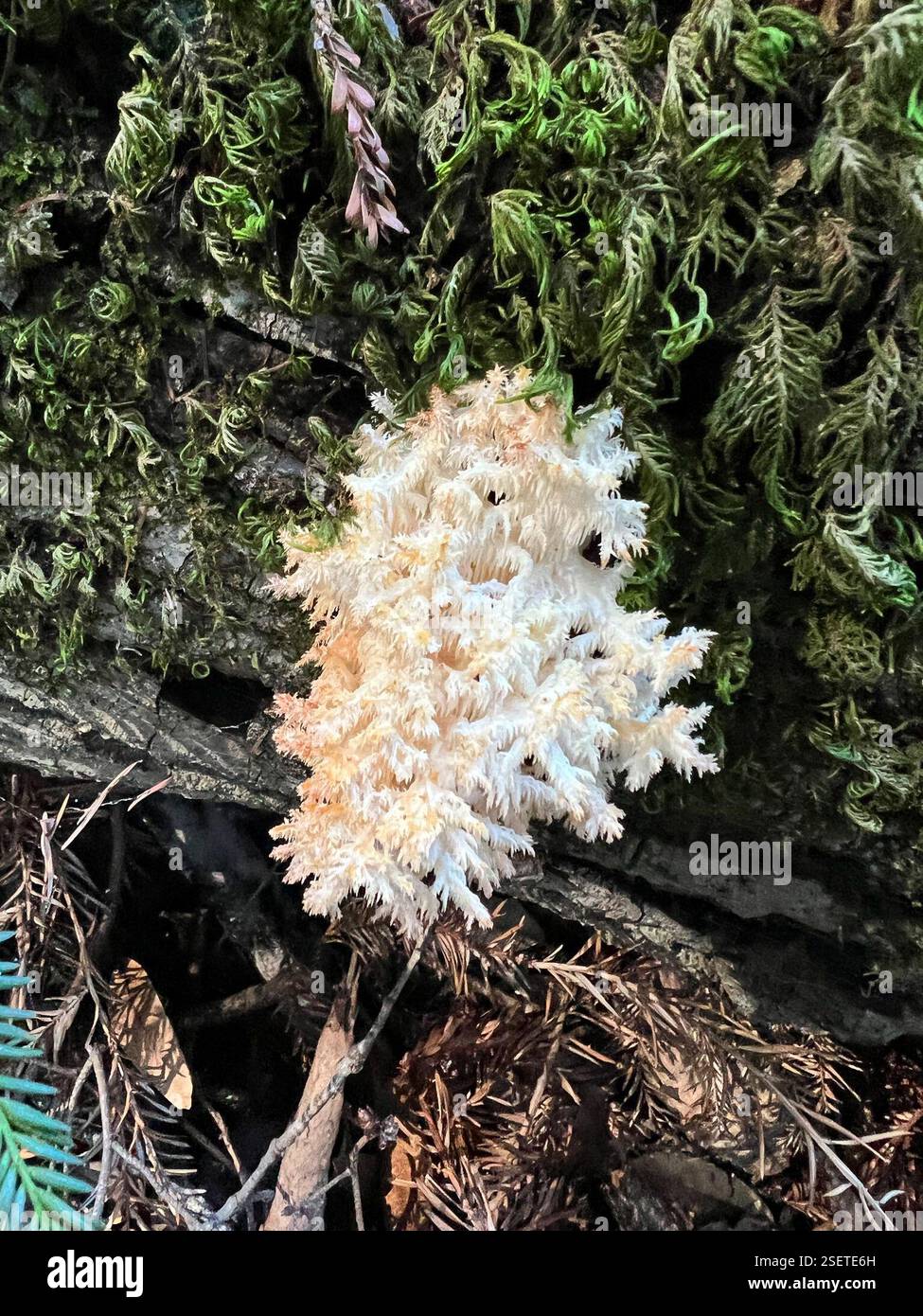Coral tooth fungus (Hericium coralloides), Fungi, Jack London State ...