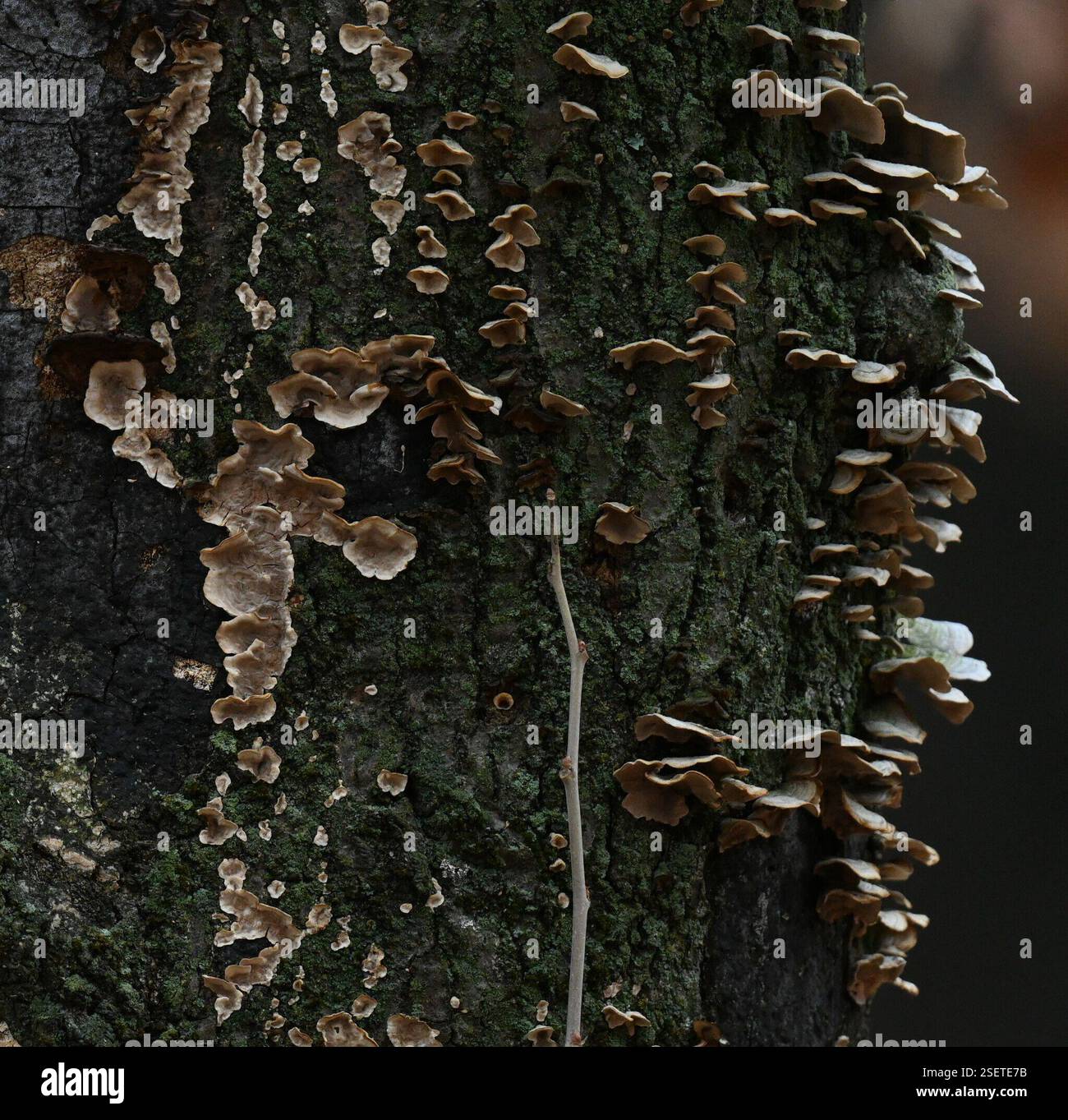 (Stereum), Fungi, Carondelet Park, St. Louis, MO, USA Stock Photo - Alamy