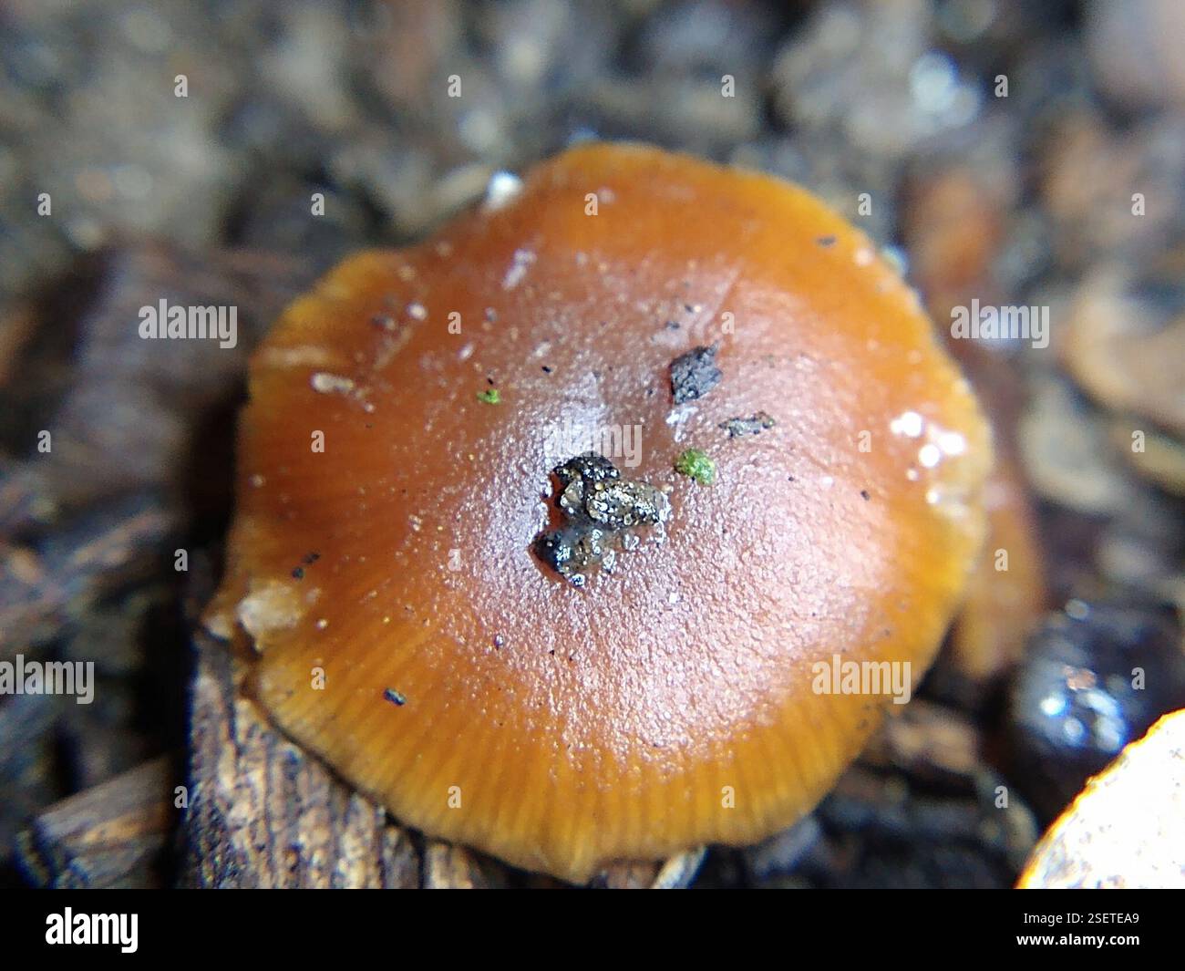 Basidiomycete Fungi (Basidiomycota), Fungi, California State University ...