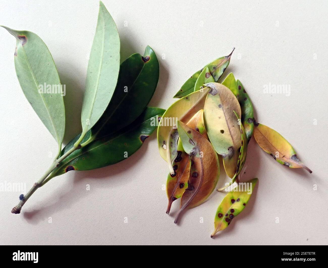 Myrtle Rust (Austropuccinia psidii), Fungi, Auckland, Kingsland, New ...