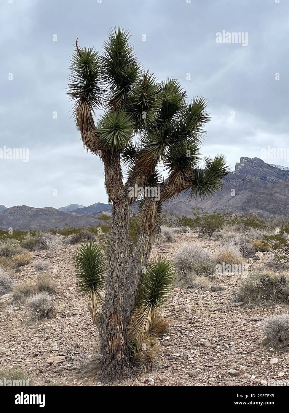 Eastern Joshua tree (Yucca jaegeriana), Plantae, Clark County, US-NV ...