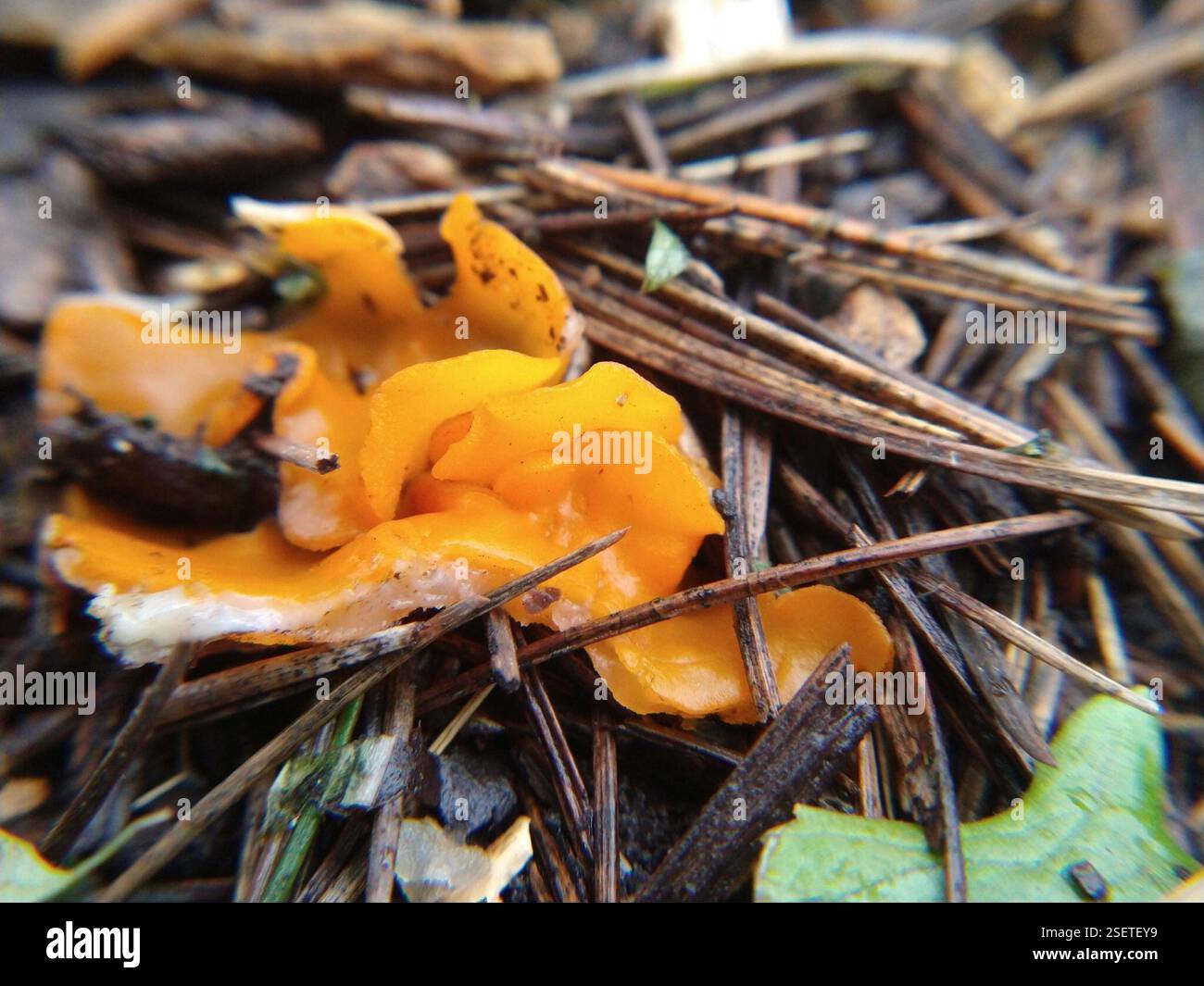 orange peel fungus (Aleuria aurantia), Fungi, California State ...