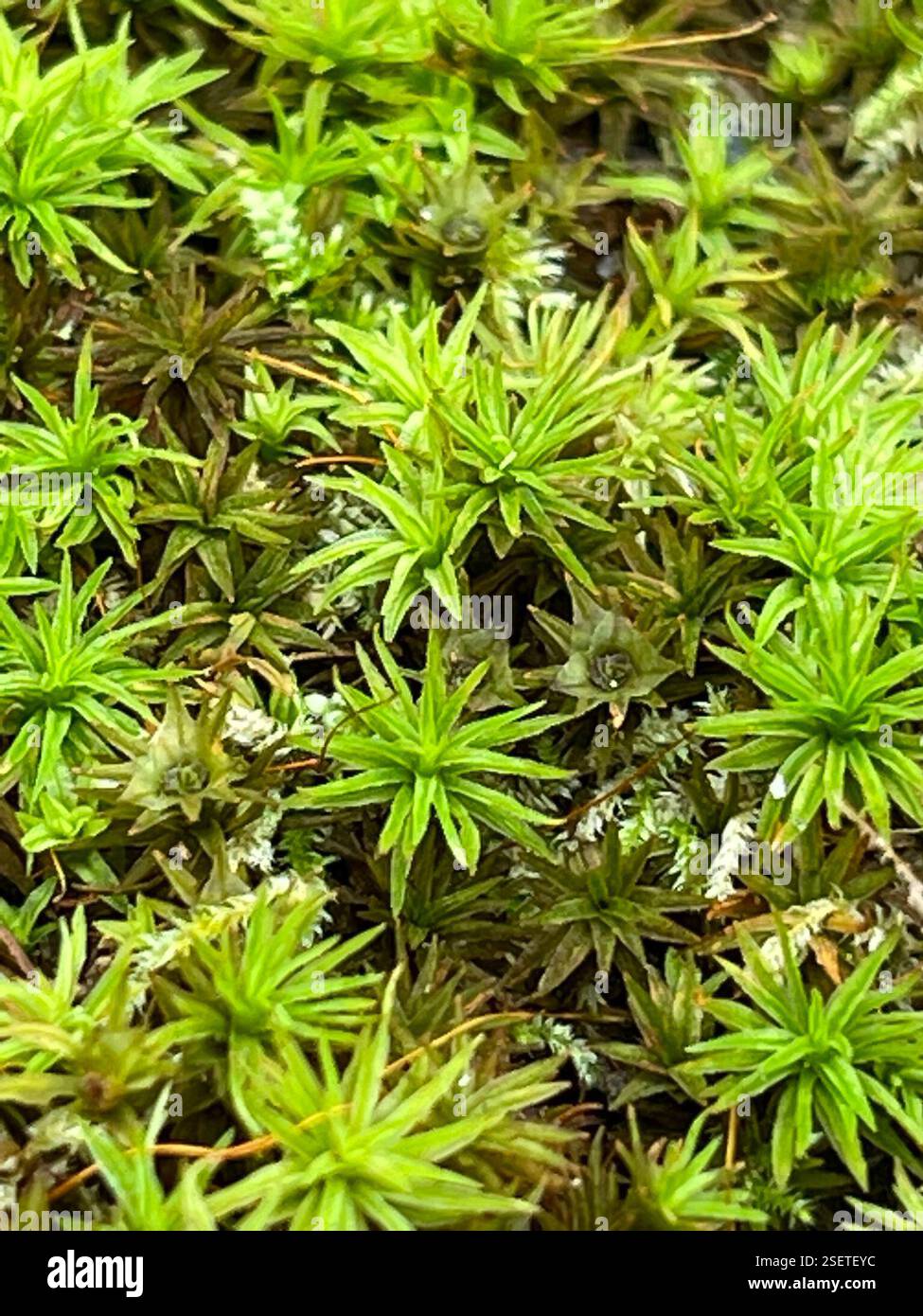 lesser smoothcap (Atrichum angustatum), Plantae, Torreya State Park ...