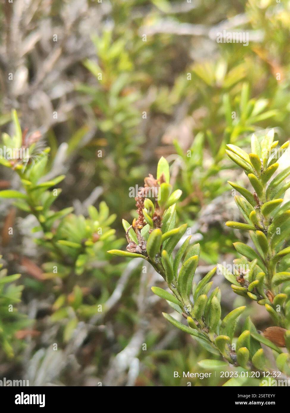 snow totara (Podocarpus nivalis), Plantae, Selwyn, NZ-CA, NZ Stock ...