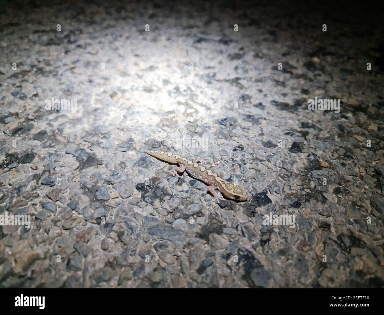 Ranges Stone Gecko (Diplodactylus furcosus), Reptilia, Port Wakefield ...