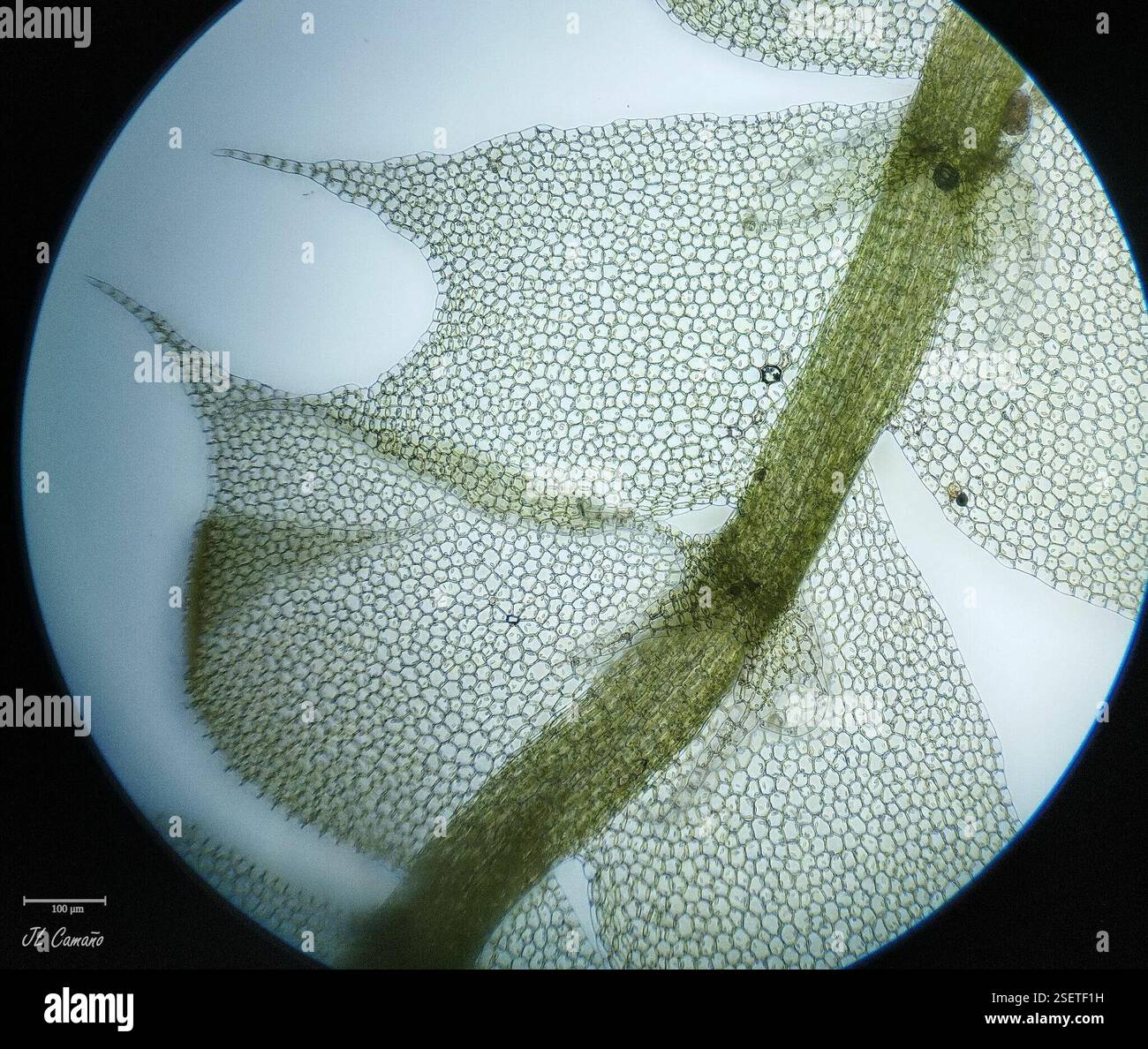 Bifid Crestwort (Lophocolea bidentata), Plantae, Ourense, España, On ...