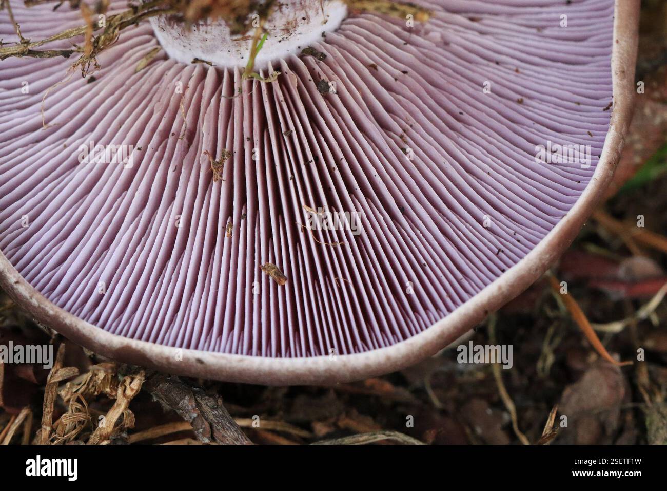 Spore color hi-res stock photography and images - Alamy
