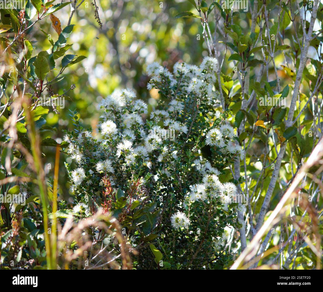 climbing rātā (Metrosideros perforata), Plantae, Ōkārito 7886, New ...