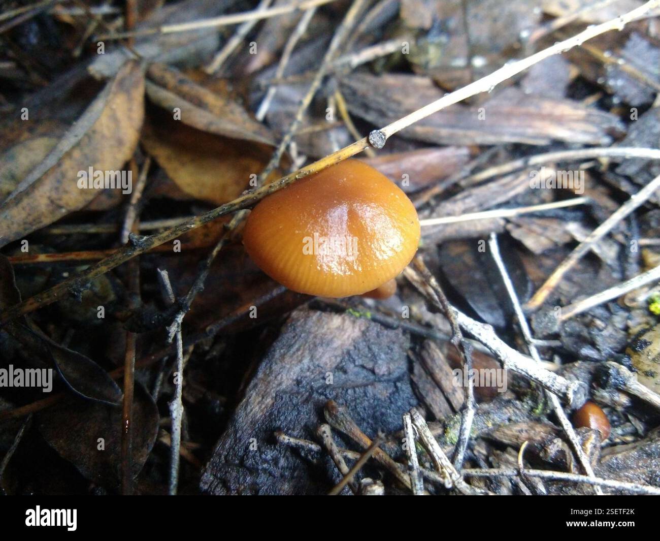 Basidiomycete Fungi (Basidiomycota), Fungi, California State University ...