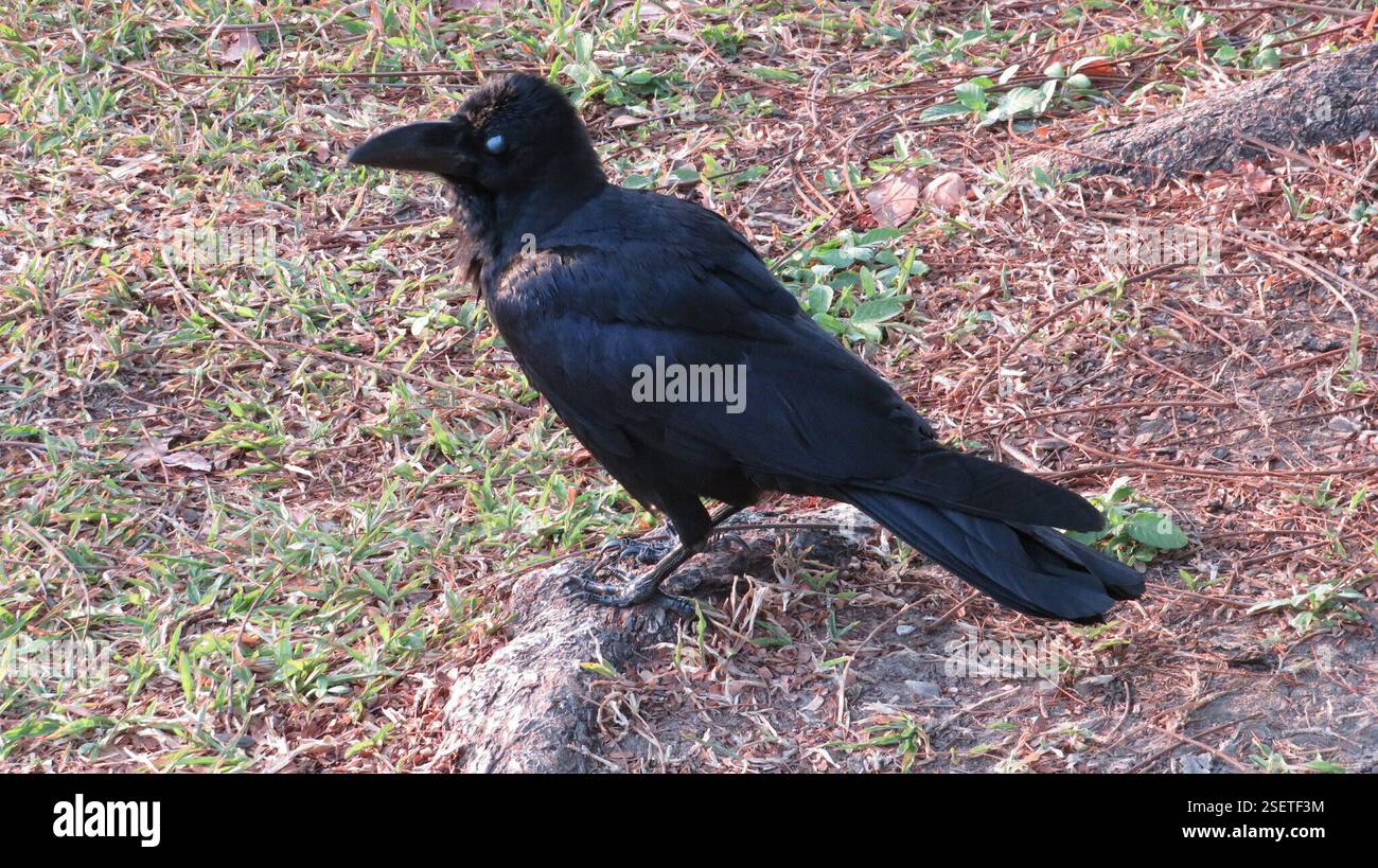 Eastern Jungle Crow (Corvus macrorhynchos levaillantii), Aves, Бангкок ...