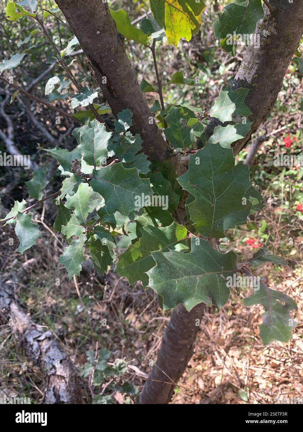 Oracle Oak (Quercus × morehus), Plantae, Hidden Falls Regional Park ...