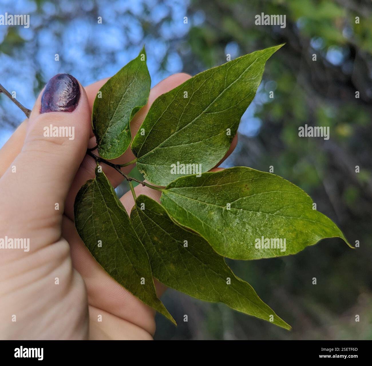 sugar hackberry (Celtis laevigata), Plantae, TEMPLE TERR, FL 33617, USA ...