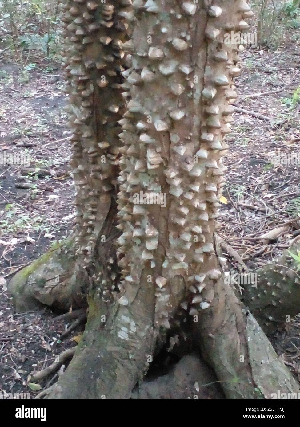 Tambataru (Zanthoxylum rhoifolium), Plantae, Paraguay Stock Photo - Alamy