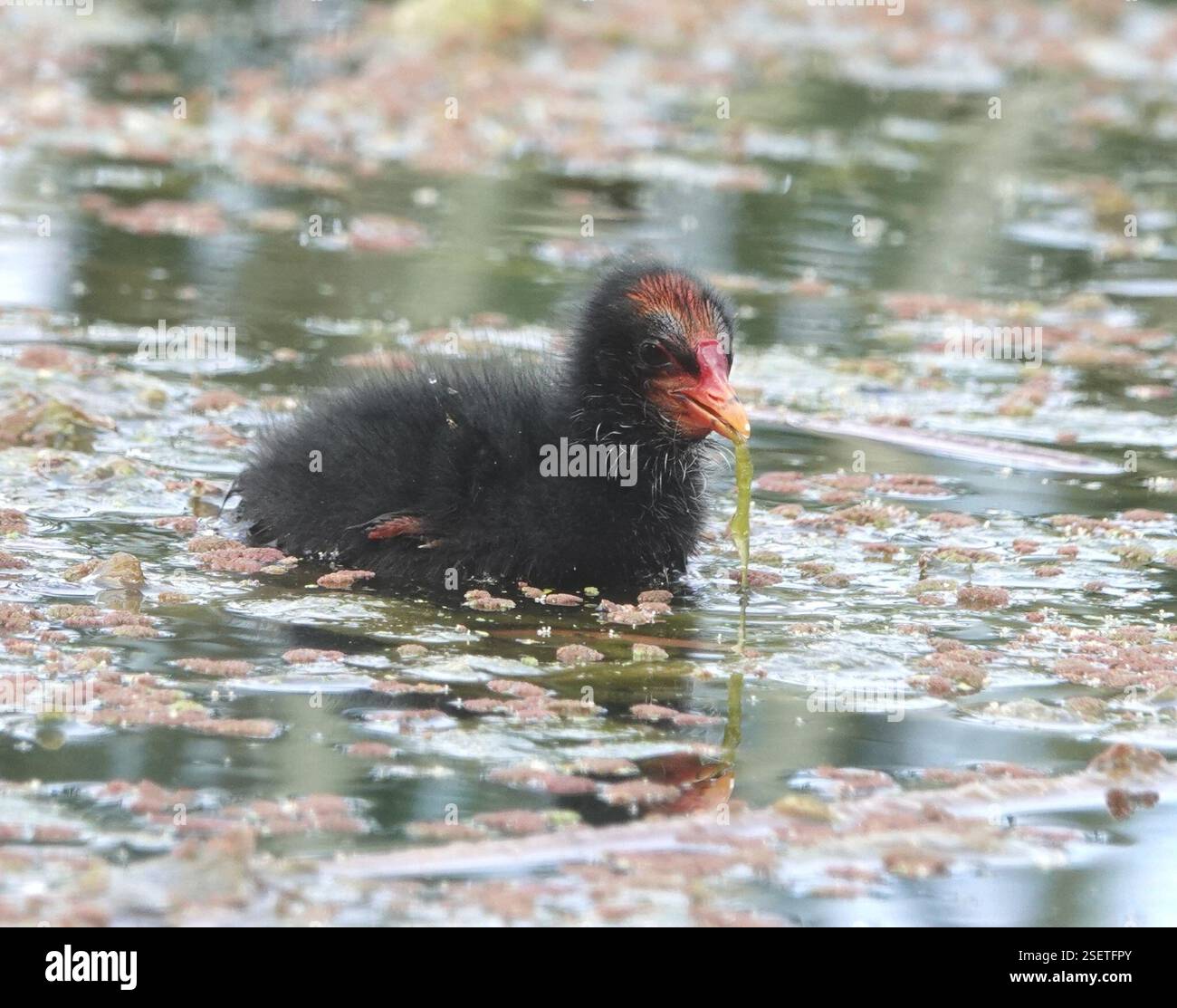 Dusky Moorhen (Gallinula tenebrosa), Aves, Wheelers Hill VIC 3150 ...