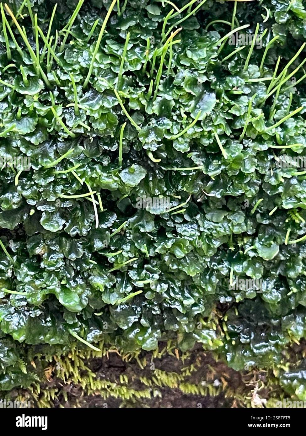 Carolina hornwort (Phaeoceros carolinianus), Plantae, Torreya State ...