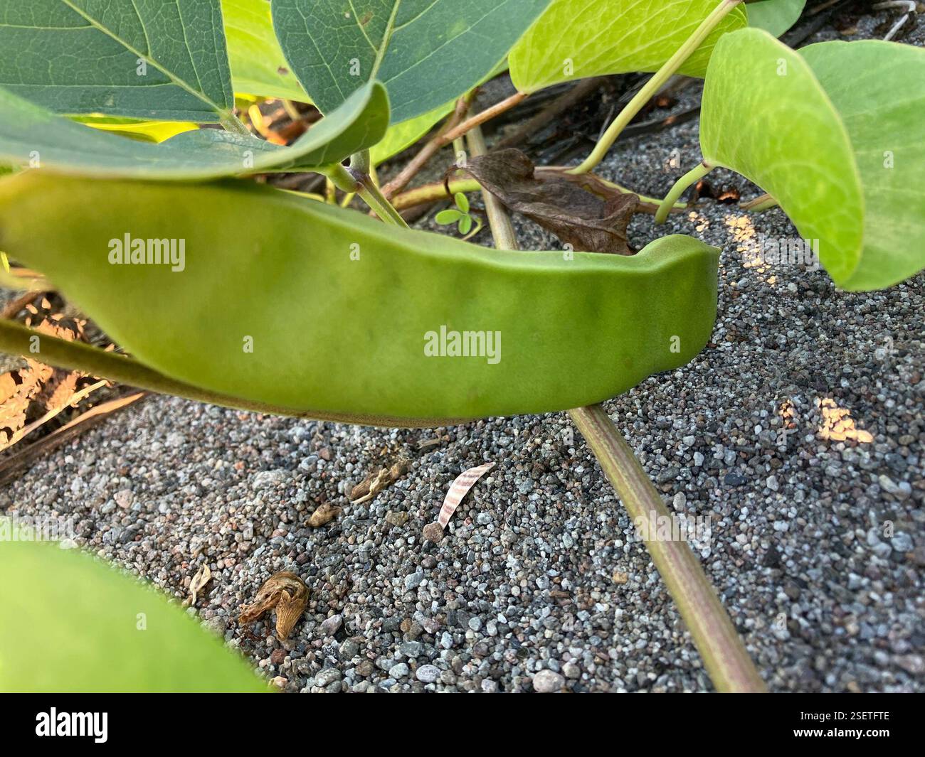 Beach Bean (Canavalia rosea), Plantae, Saint Anthon, MS Stock Photo - Alamy