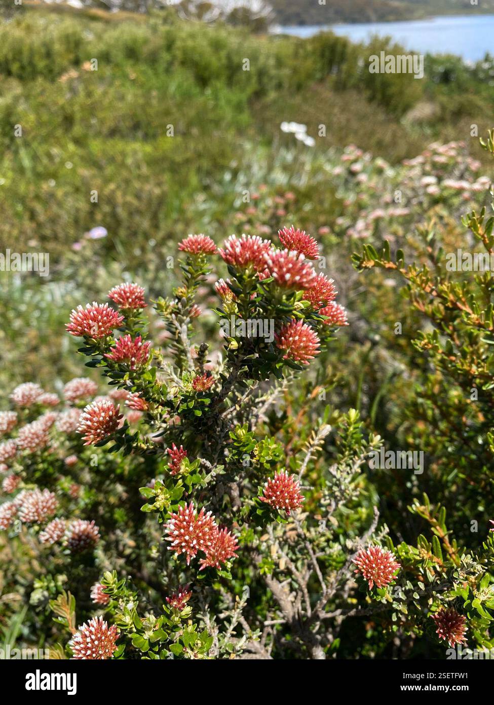 Alpine Everlasting (Ozothamnus alpinus), Plantae, Alpine National Park ...