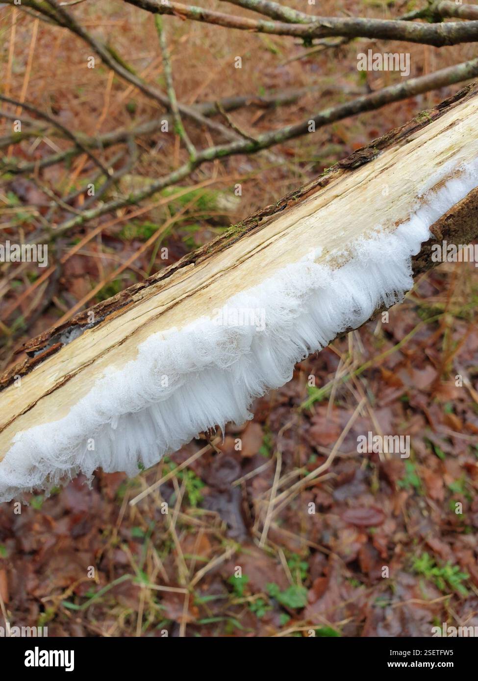 Hair Ice (Exidiopsis effusa), Fungi, Dumfries and Galloway, Scotland ...