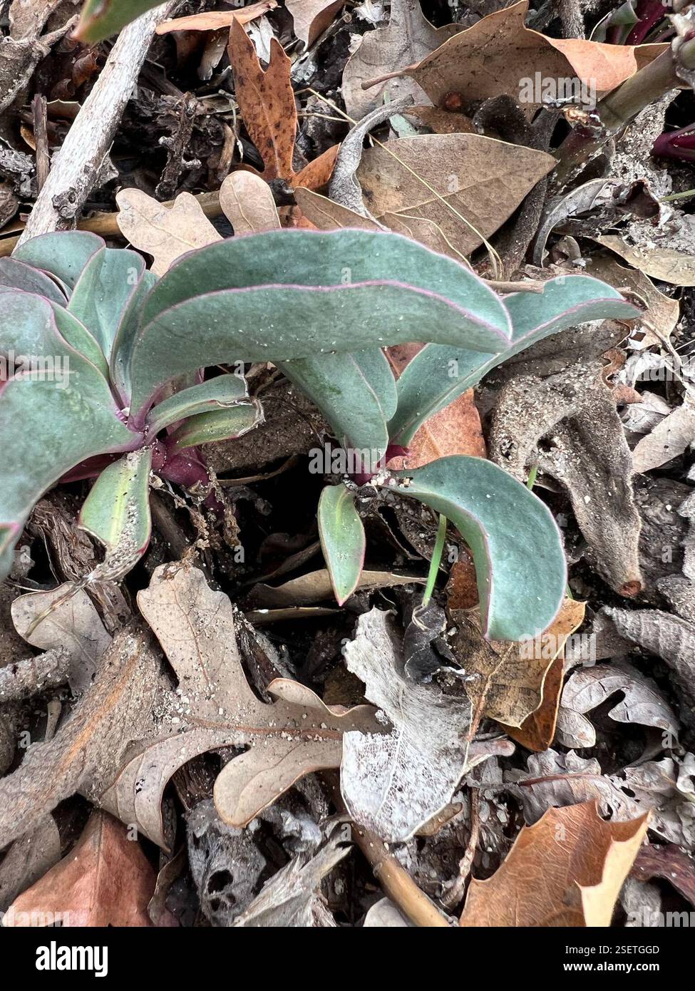 scarlet bugler (Penstemon centranthifolius), Plantae, Los Angeles ...