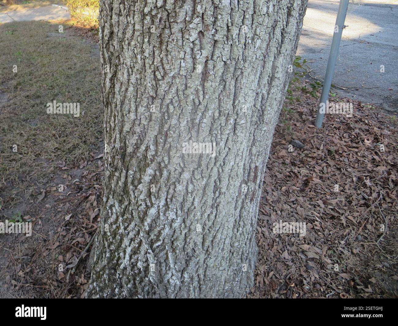 pignut hickory (Carya glabra), Plantae, 1107 Fulton Road, Pignut ...