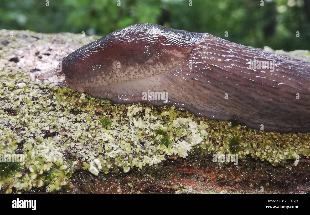 Ash-black Slug (Limax cinereoniger), Mollusca, Ballenstedt, Germany, On ...