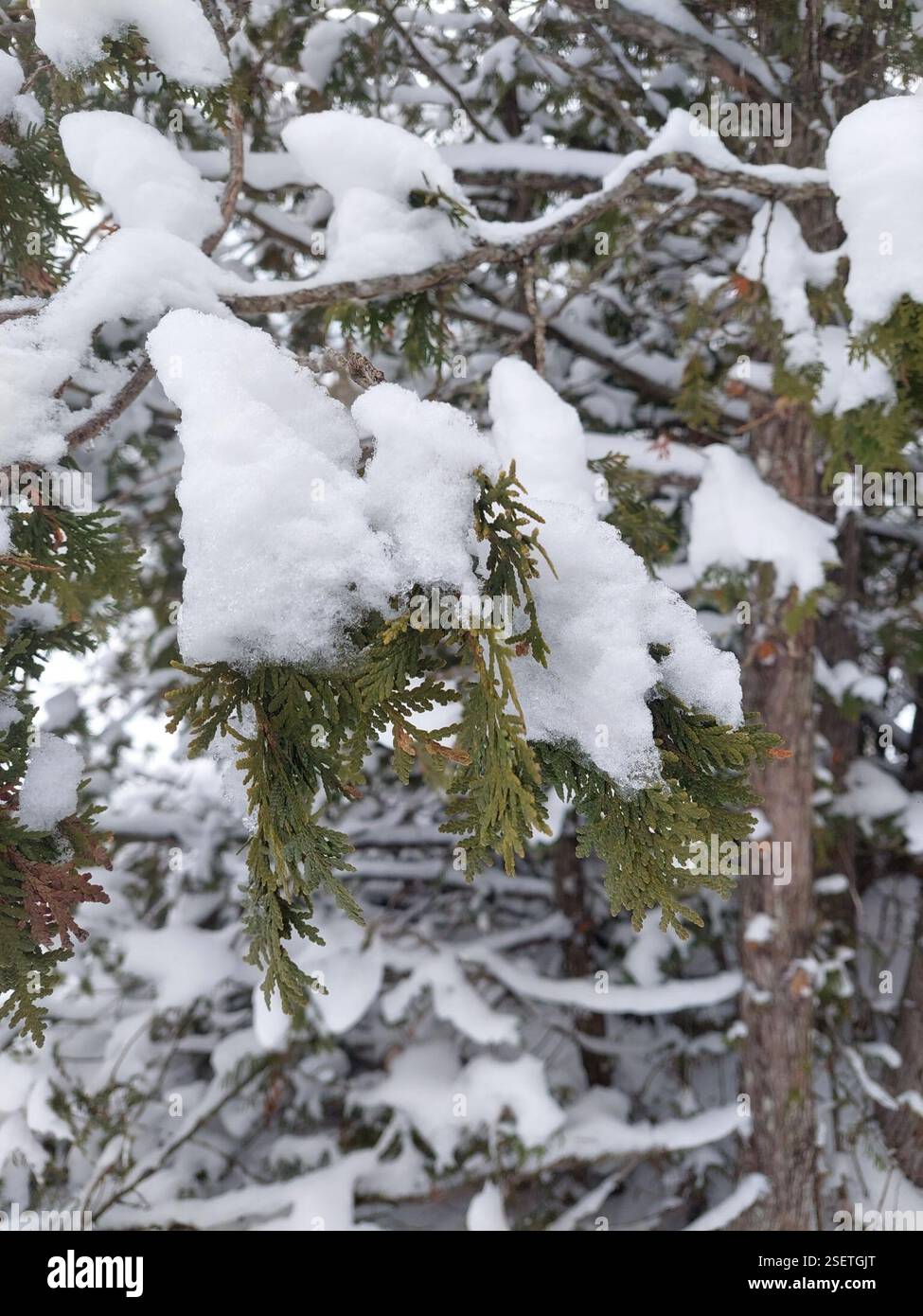 northern whitecedar (Thuja occidentalis), Plantae, Thessalon, ON P0R 1L0, Canada Stock Photo - Alamy