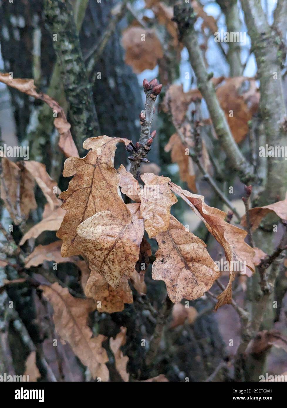 oaks (Quercus), Plantae, Vancouver, BC V6R 1B5, Canada Stock Photo - Alamy