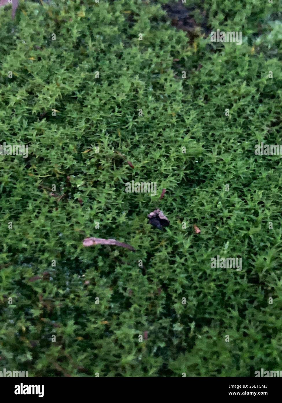 Bird's-Claw Beard-Moss (Barbula unguiculata), Plantae, Jubilee Gardens ...